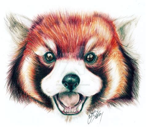 Image result for Red Panda Drawing