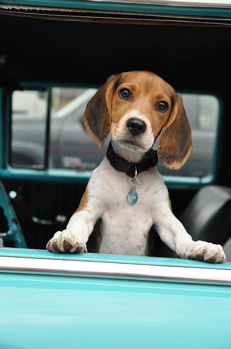 Image result for Bionic Woman Bionic Dog