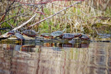 Image result for Paint Turtle