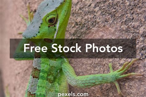 Image result for Lizard Hatching