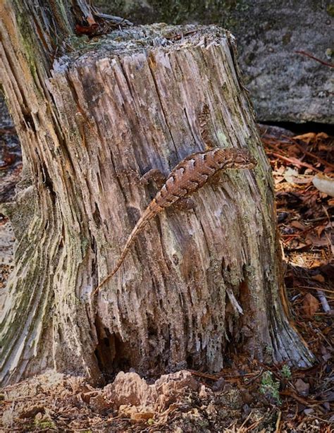 Image result for Tree Lizard Trap