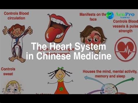 Image result for Heart Protector Channel TCM