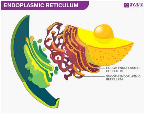 Endoplasmic Reticulum - Structure and its Functions