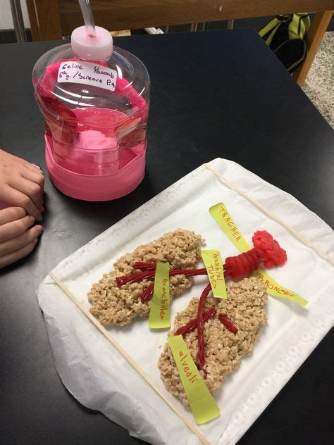 Image result for Respiratory System Science Project