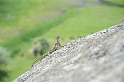 Image result for Most Beautiful Lizard