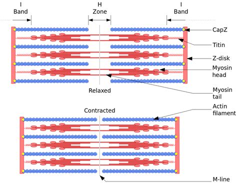 Image result for Muscle Contraction Cycle