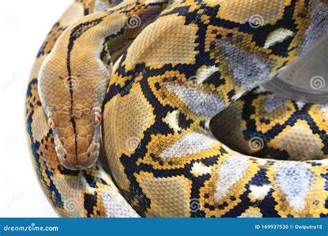 Image result for Reticulated Python Face