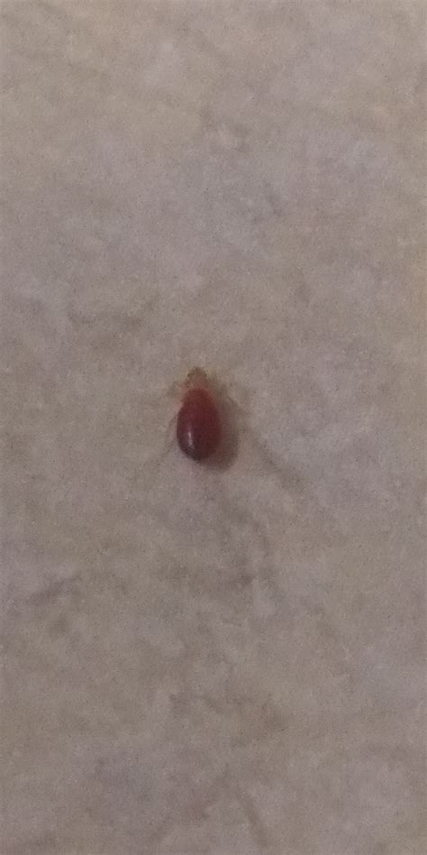 Image result for Bed Bug Identification