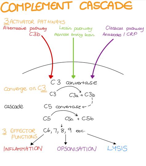 Image result for Complement System Diagram Easy