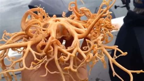 Image result for Alien Fish Videos