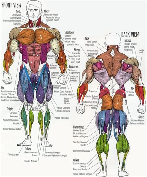 Image result for Body Building Muscle Chart