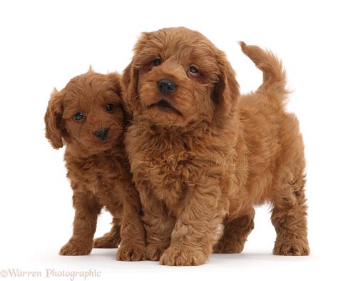 Image result for Cavapoo Multi Red and White