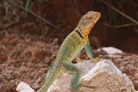 Image result for Most Beautiful Lizard