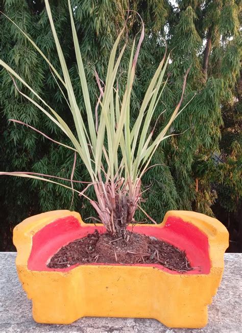 Image result for Box Plant Waste Pictures