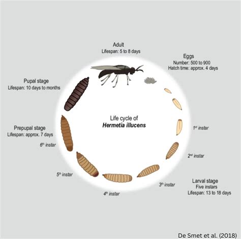 Image result for Fly Life Cycle