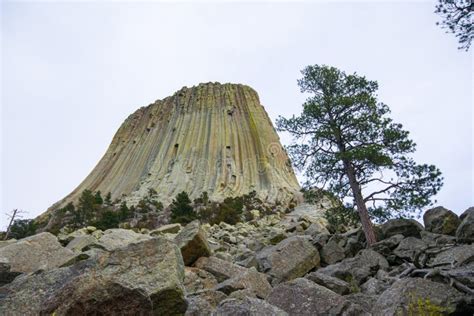 Image result for Is Devils Tower a Tree