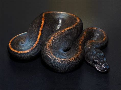 Image result for Suma Ball Python