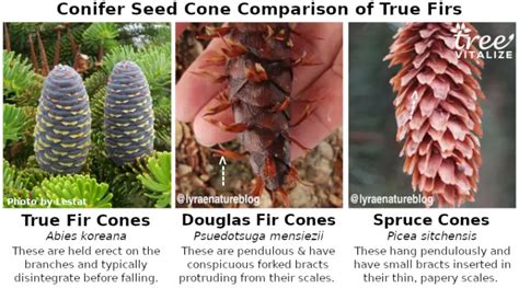 Image result for Fir Tree Identification