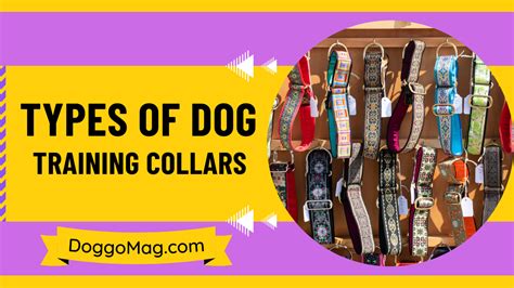 Image result for How to Use Training Collars