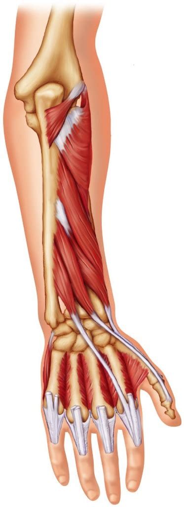 Image result for Lumen Learning Arm Muscle