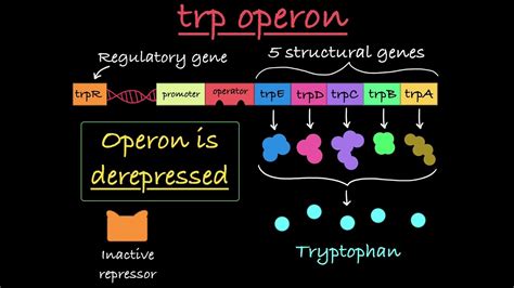 Image result for Lac Operon Animation