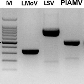Image result for Ont Adaptive Sampling