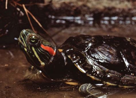 Image result for Red Ear Slider Turtle