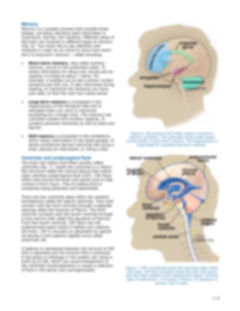 Image result for Brain Lecture