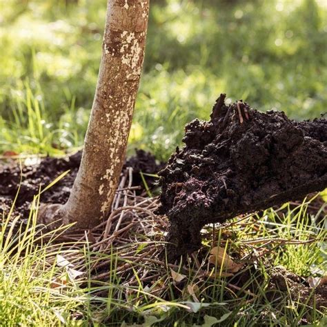 Image result for Humus Fertilizer