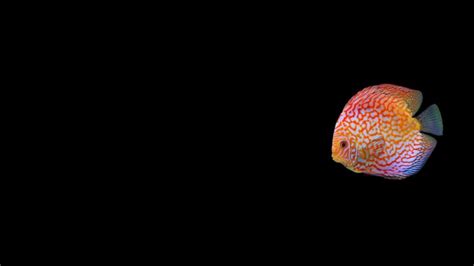 Image result for Rarest Fish Discus