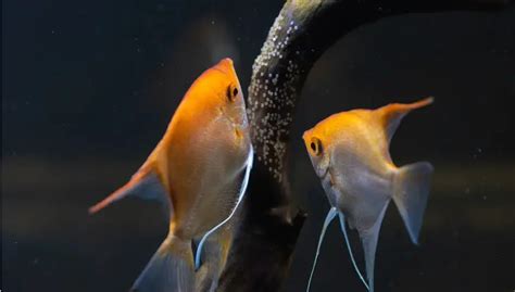 Image result for Angelfish Breeding