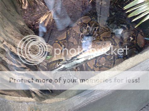 Image result for Chester Zoo Python