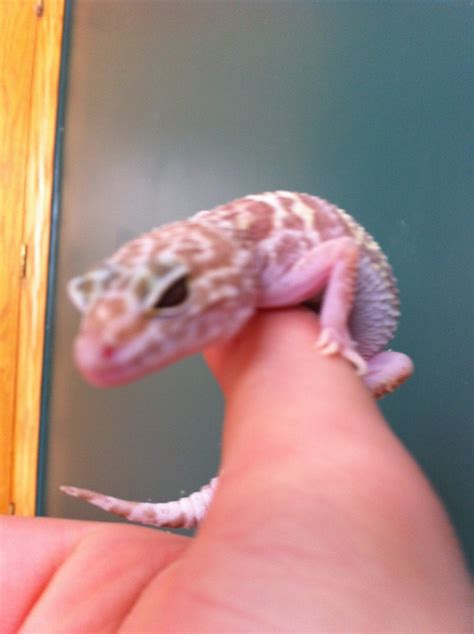 Leopard Gecko Care : 5 Steps - Instructables