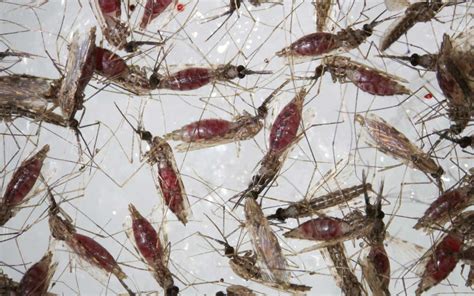 Image result for Vector Control