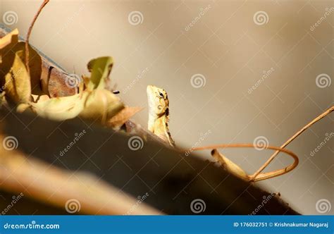 Image result for Lizard Side View