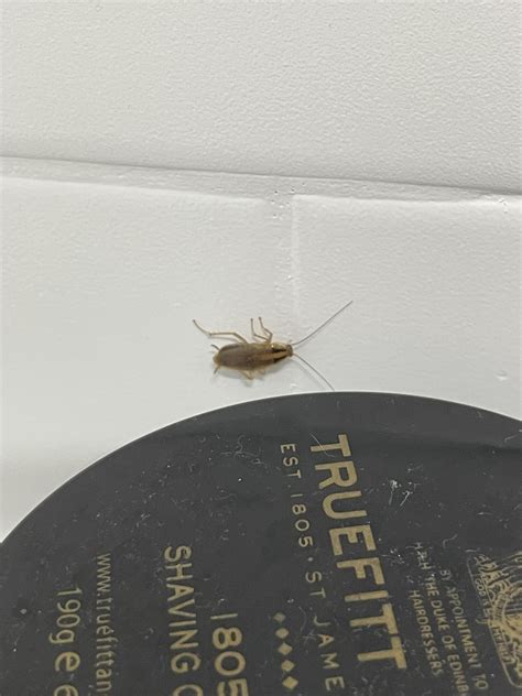 Image result for NYC Cockroach