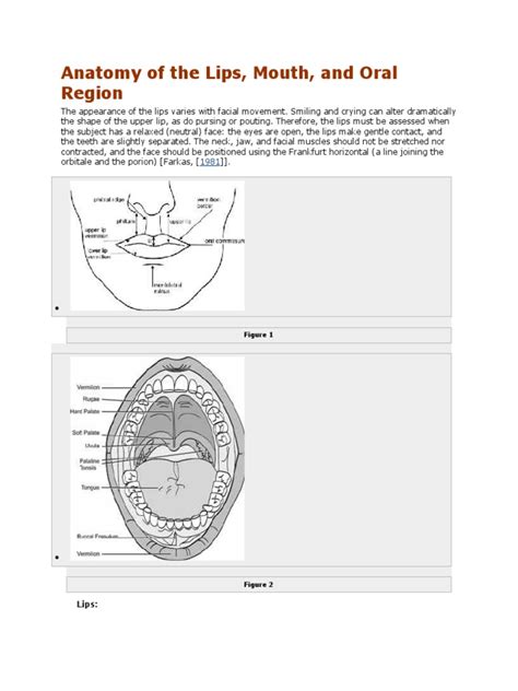 Anatomy of The Lips, Mouth, and Oral Region | PDF | Lip | Human Anatomy
