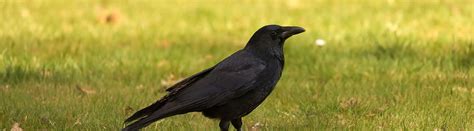 Image result for Crow Types