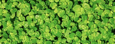 Shade Perennials & Ground Cover - Homestead Gardens