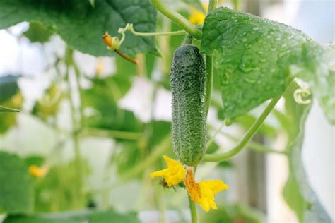 Image result for How to Manually Pollinate Cucumbers