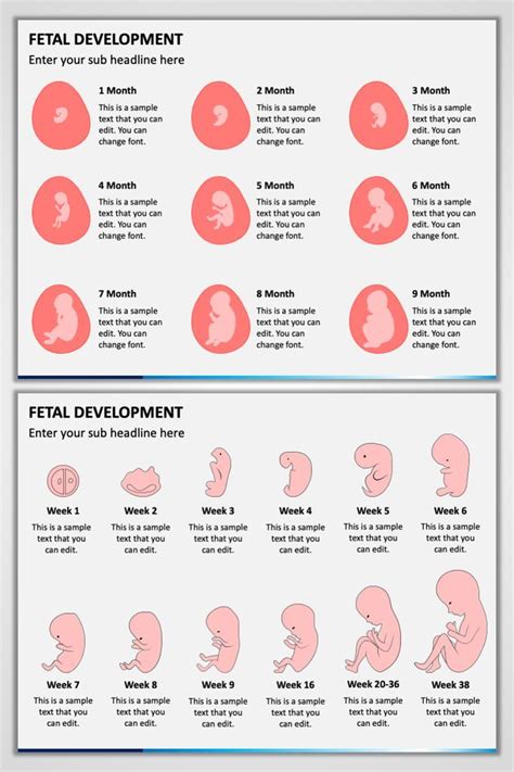 Fetal Development PowerPoint and Google Slides Template | Fetal ...