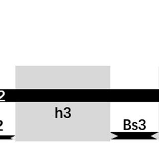 Image result for Paper Spring Mechanism