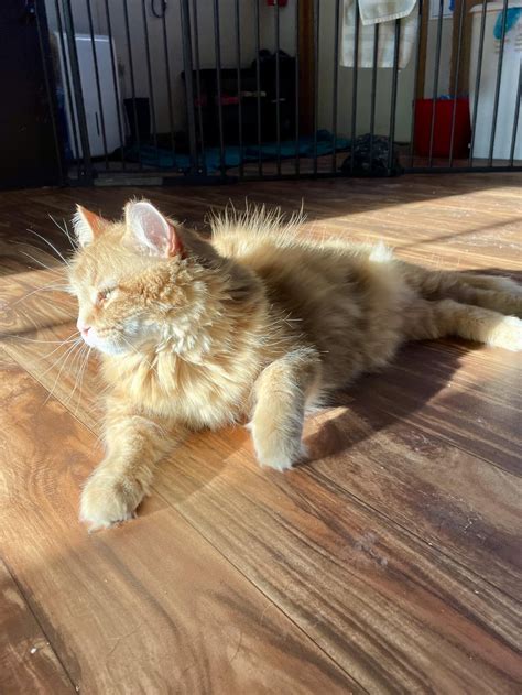 Image result for Staticky