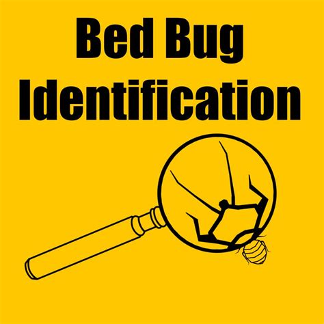 Image result for Bed Bug Identification