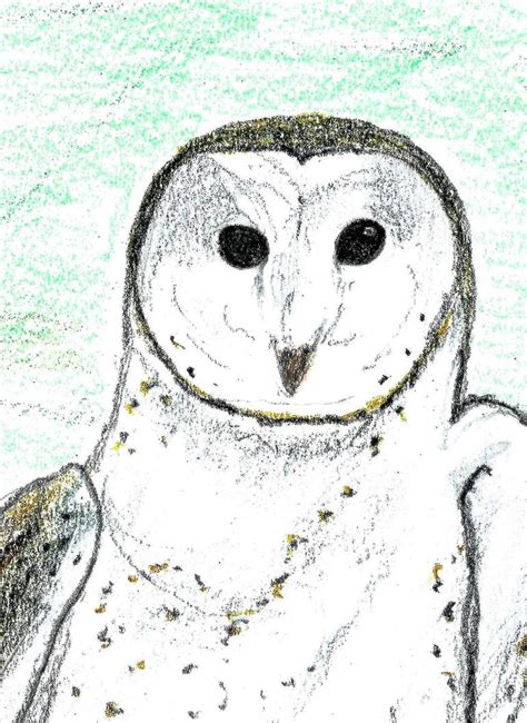 Image result for Graphite Drawing of Owl