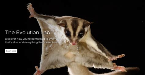 Image result for Evolution Lab