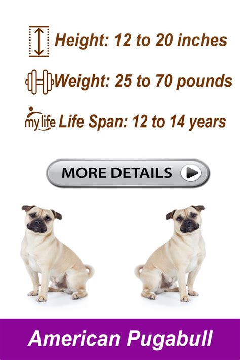 Image result for Normal Dog List