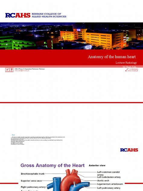 Anatomy of The Human Heart. | PDF | Heart Valve | Atrium (Heart)