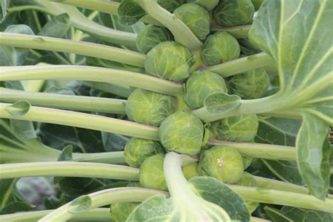 Image result for Beet Varieties for Containers