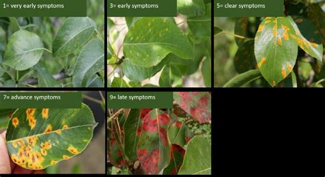 Image result for Pear Rust Distribution Map